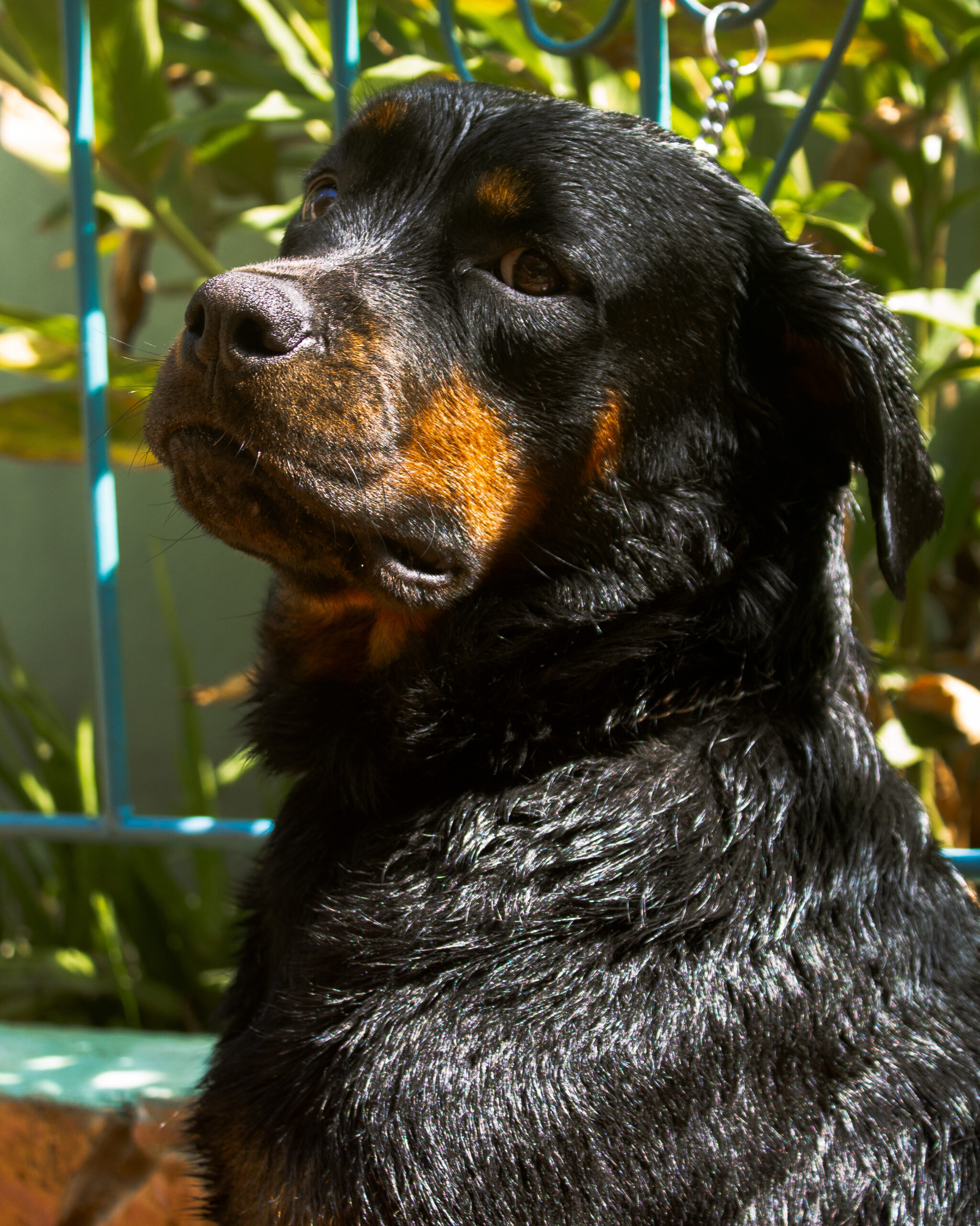 Familia perruna – Blog MultiCuba